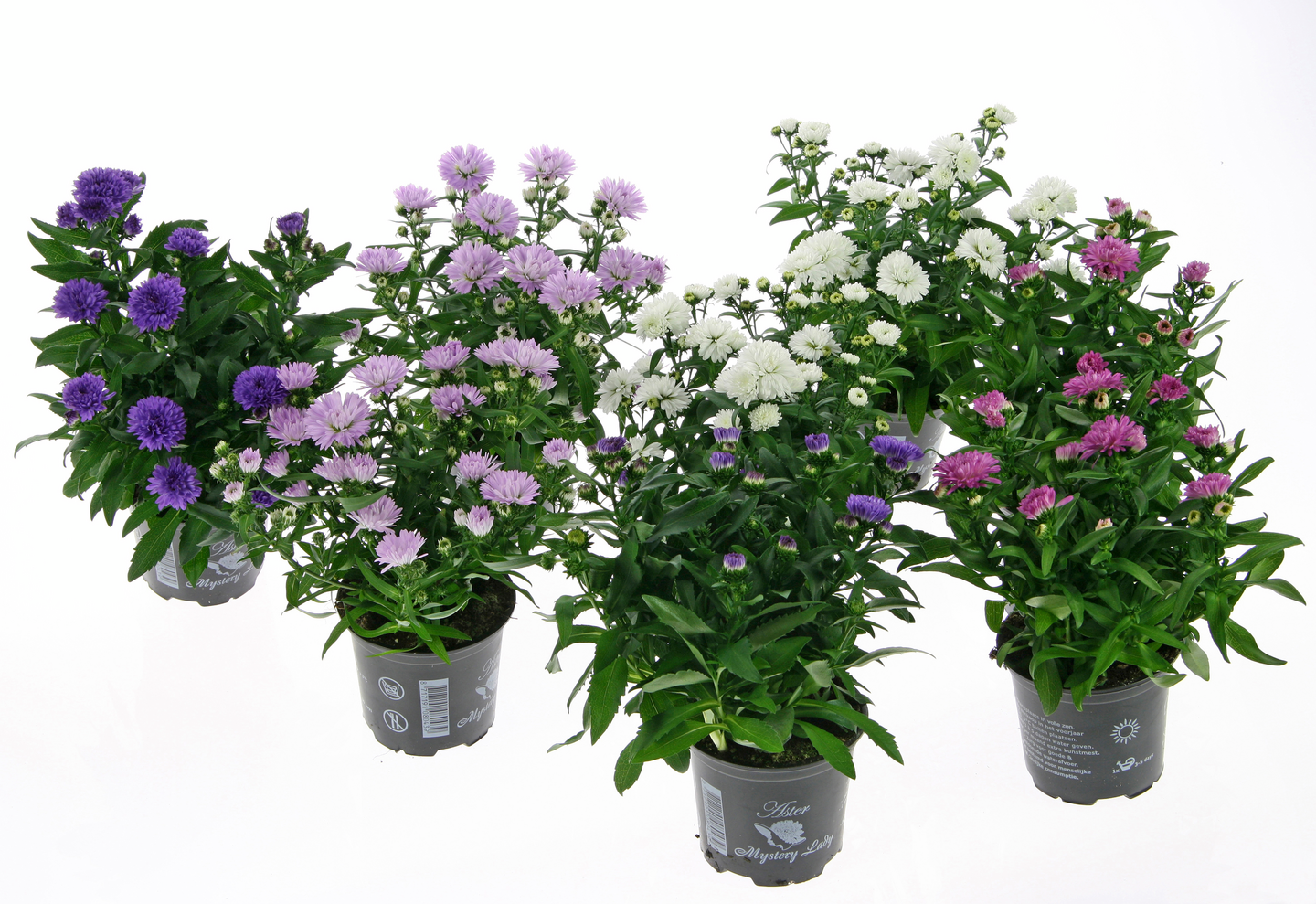 Syysasteri 10,5cm ruukku aster novi-belgii - K-Rauta