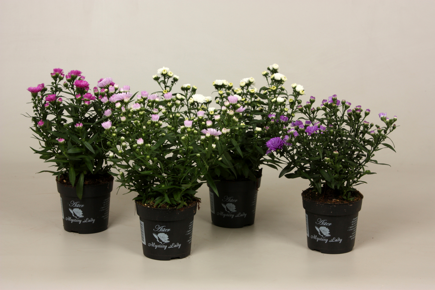 Syysasteri 10,5cm ruukku aster novi-belgii - K-Rauta