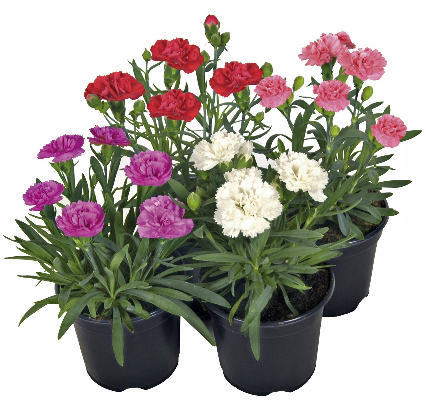 Neilikka 11 cm ruukku - K-Rauta