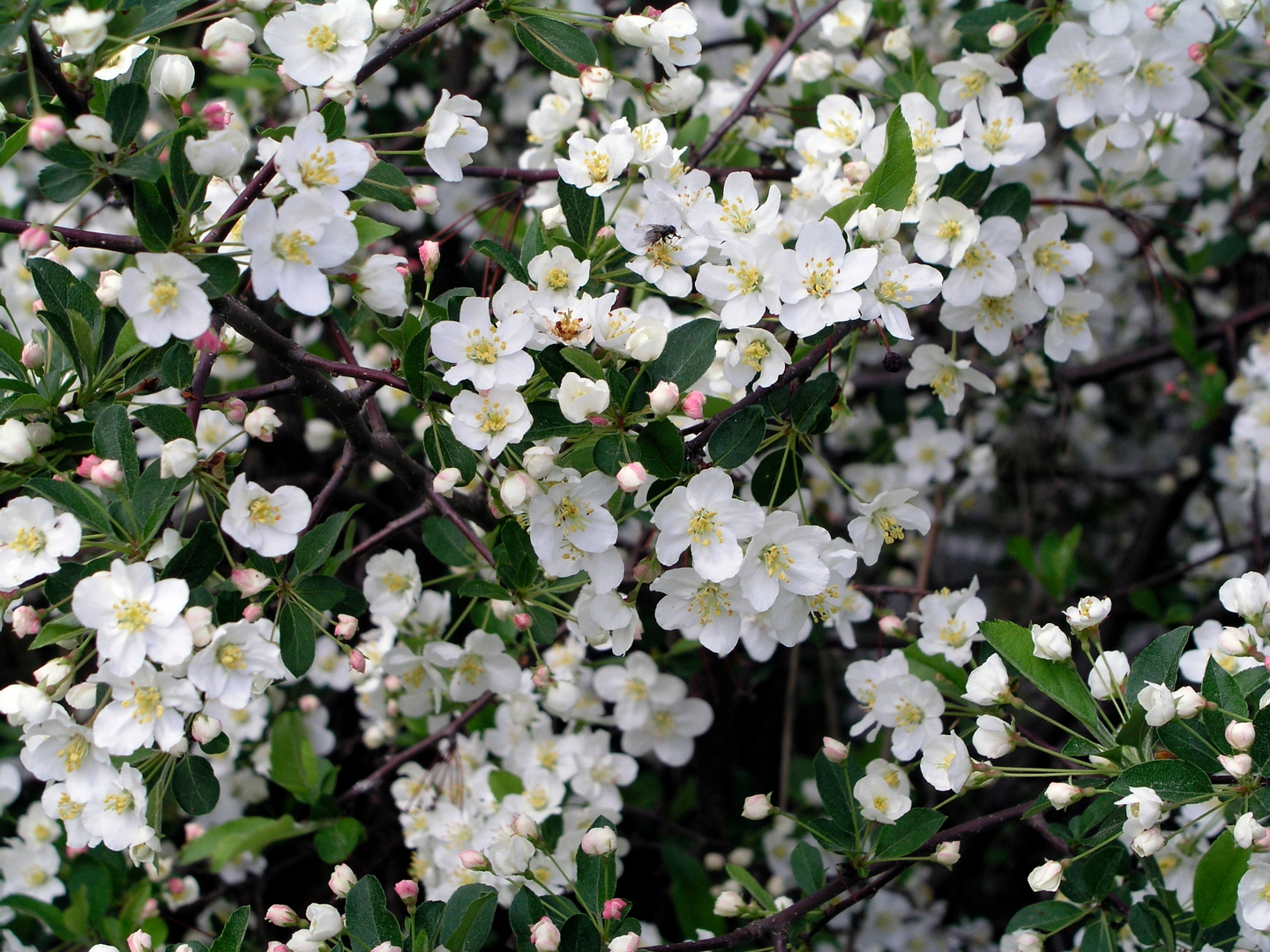 Marjaomenapensas malus toringo var sargentii - K-Rauta