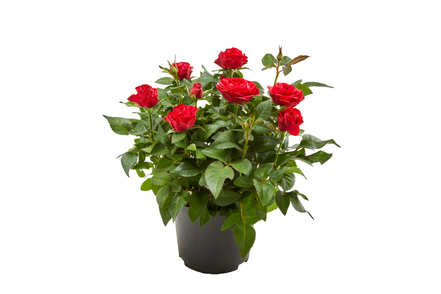 Ruusu mix Infinity 15cm ruukku - K-Rauta