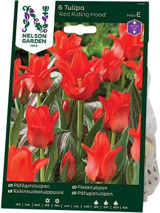 Tulpan Påfågels- Rödluvan Röd - K-Rauta