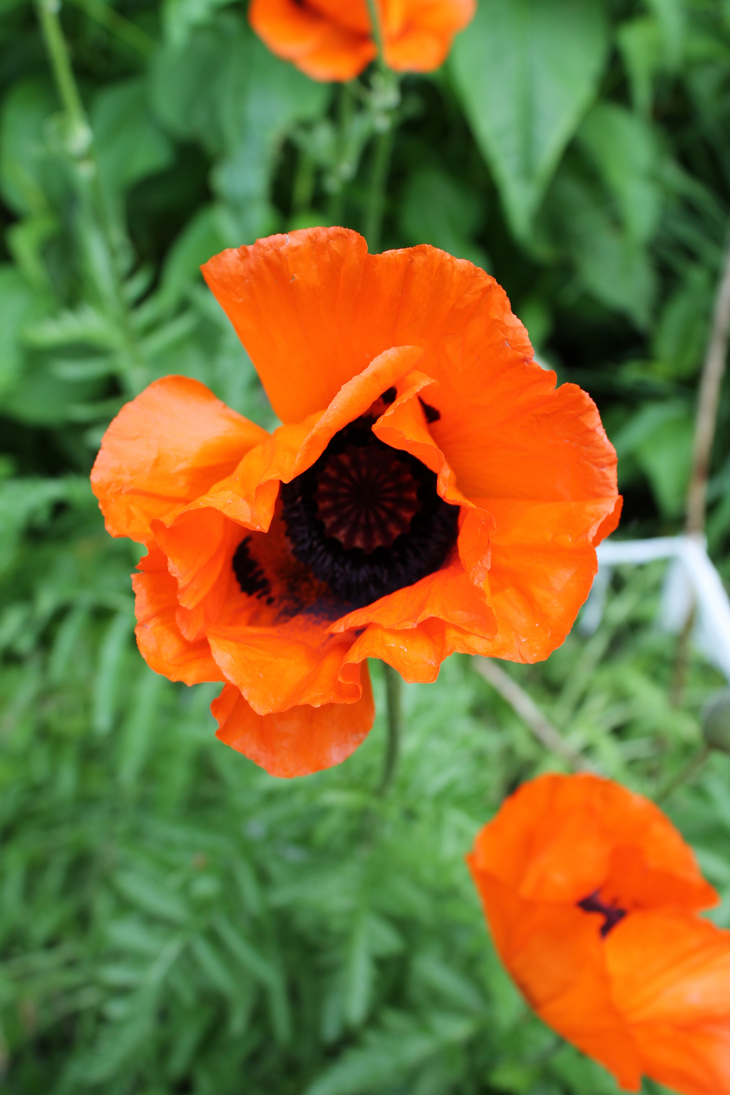 Isoidänunikko papaver pseudo-orientale 10cm ruukku - K-Rauta