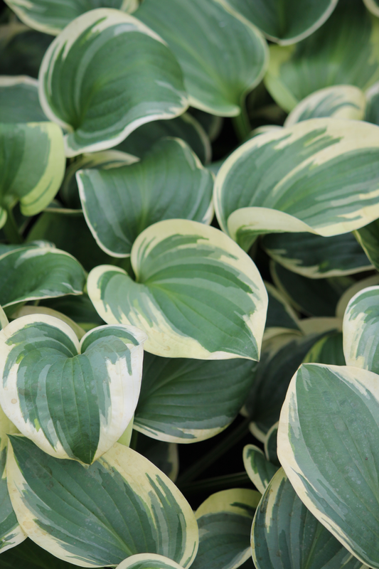 Jalokuunlilja Hosta 'Snow Cap' 10 cm ruukussa - K-Rauta