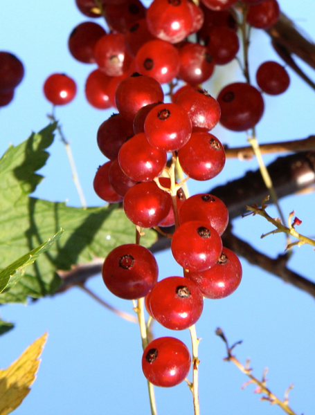 Punaherukka Ribes Katri 3l astia - K-Rauta