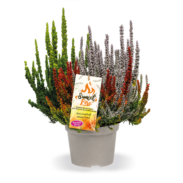 Kanerva Calluna Vulgaris sunset twister girls trio 13 cm ruukku - K-Rauta