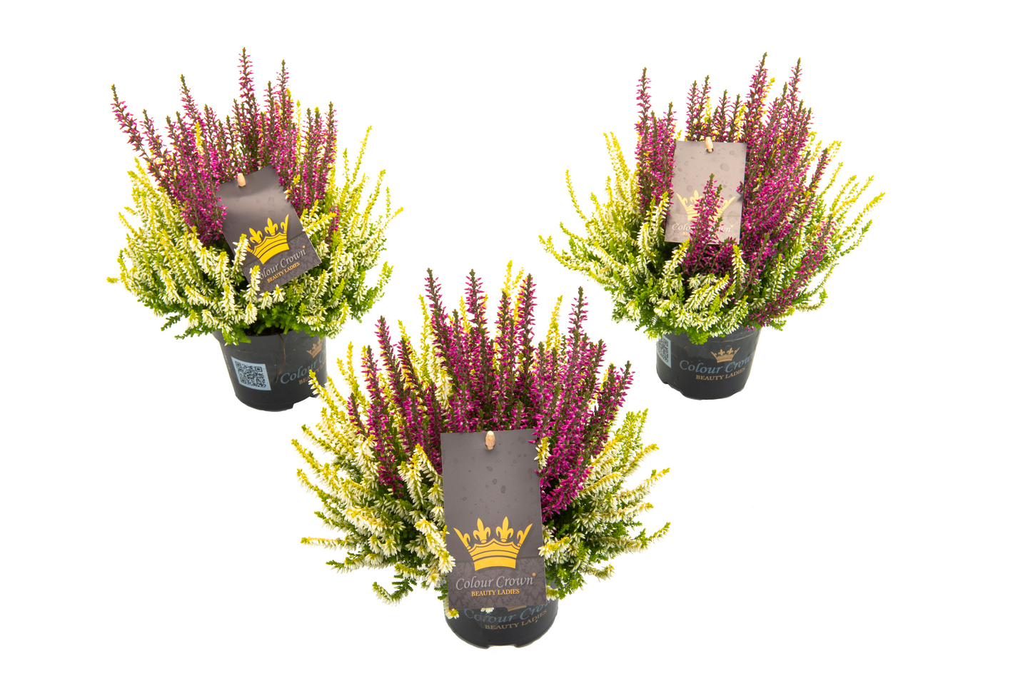 Kanerva Calluna Color Crown 13cm ruukku - K-Rauta