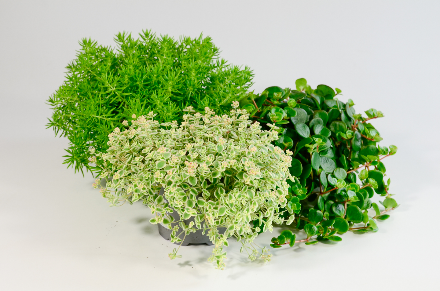 Maksaruoho Sedum mix 11cm ruukku - K-Rauta