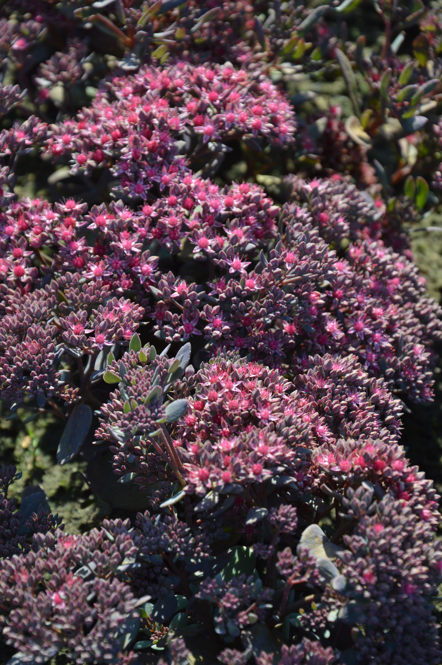 Maksaruoho Sedum Red Sparkle - K-Rauta