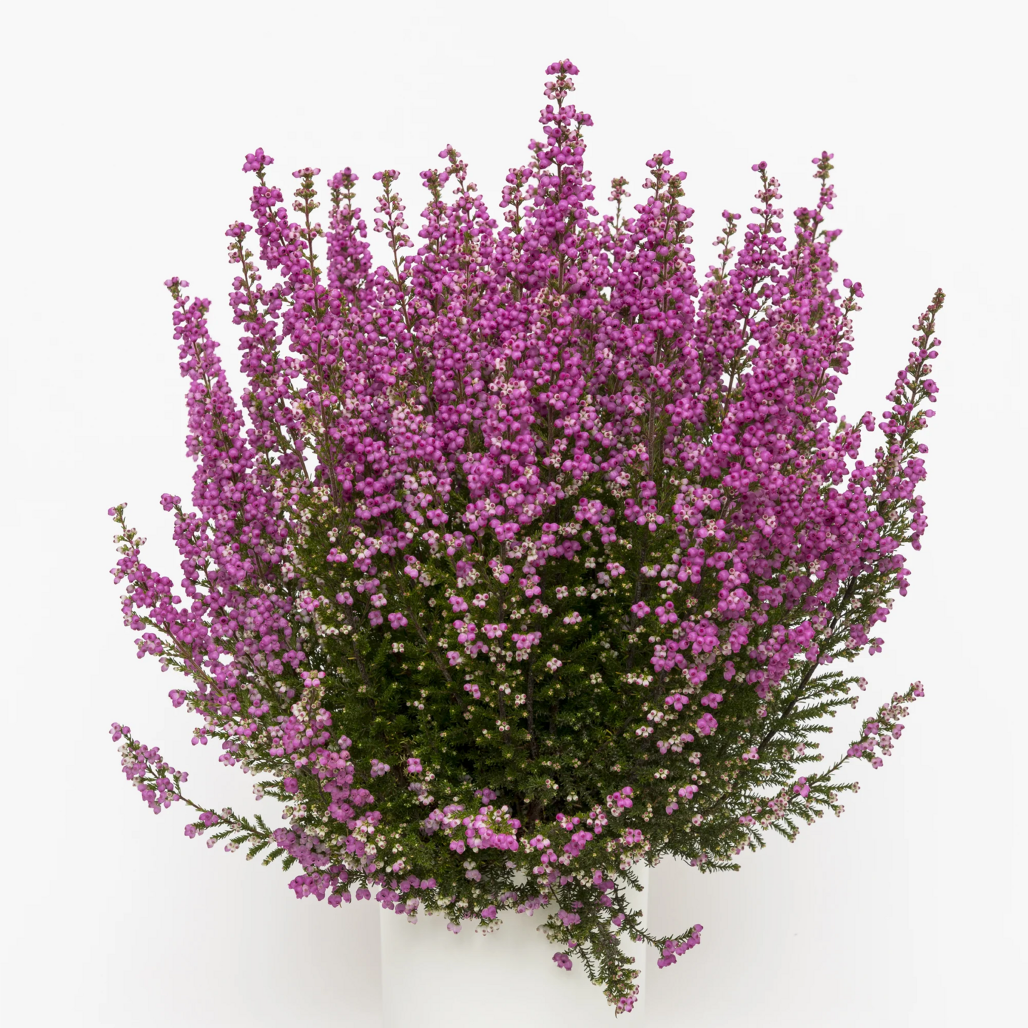 Kellokanerva Erica heidi ruukku 11 cm - K-Rauta