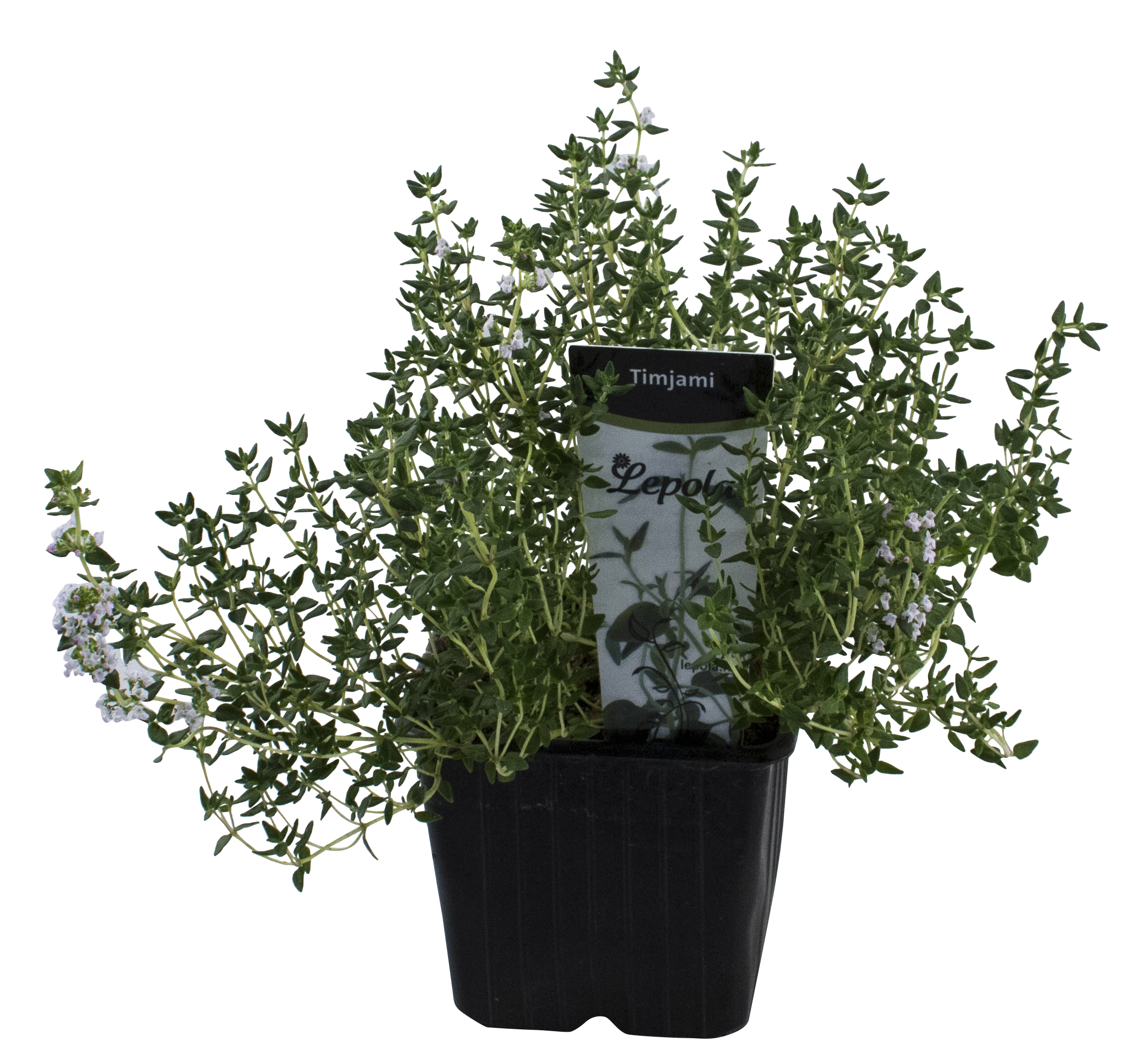 Timjami taimi 9cm ruukku - K-Rauta