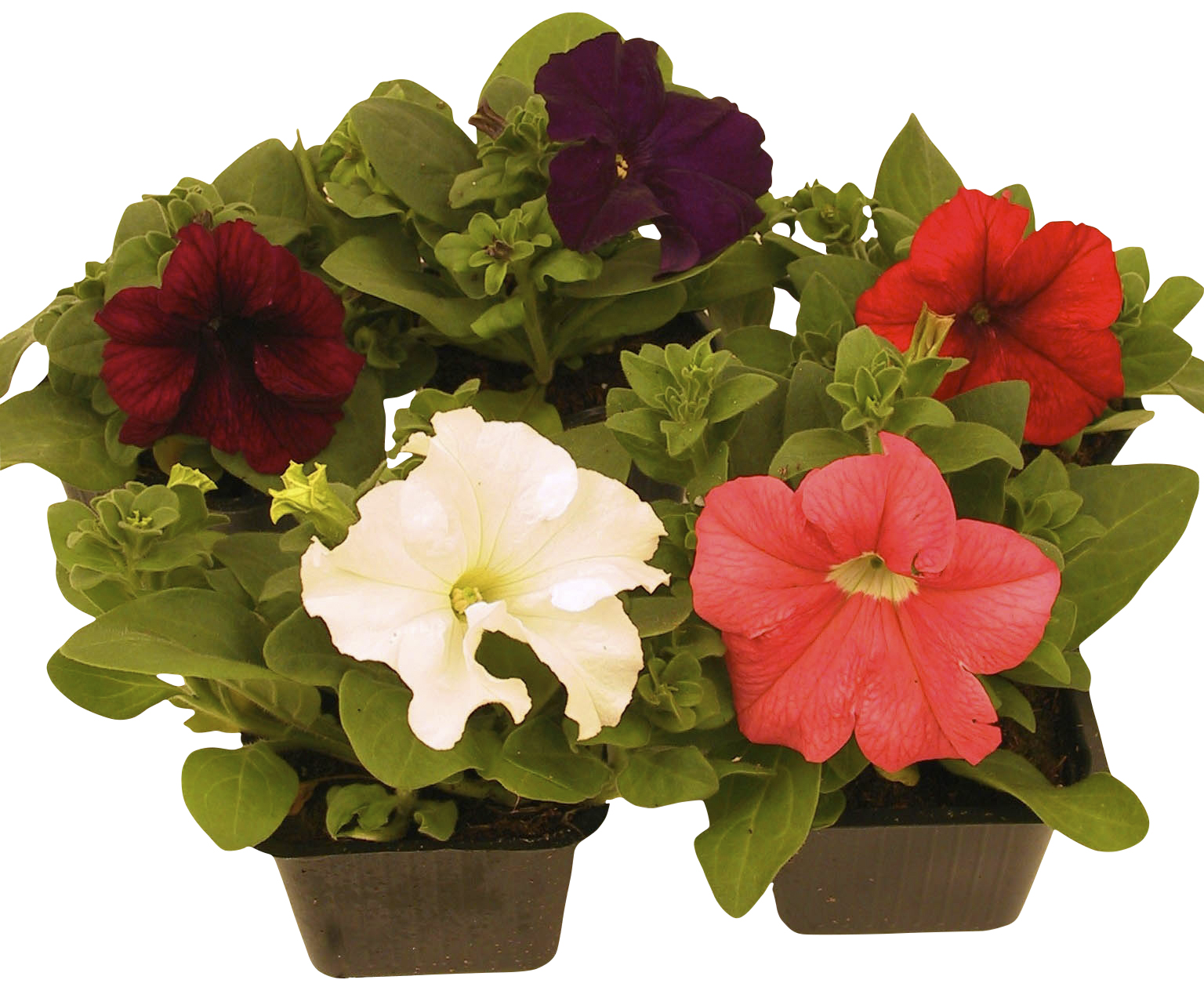Petunia 8cm - K-Rauta