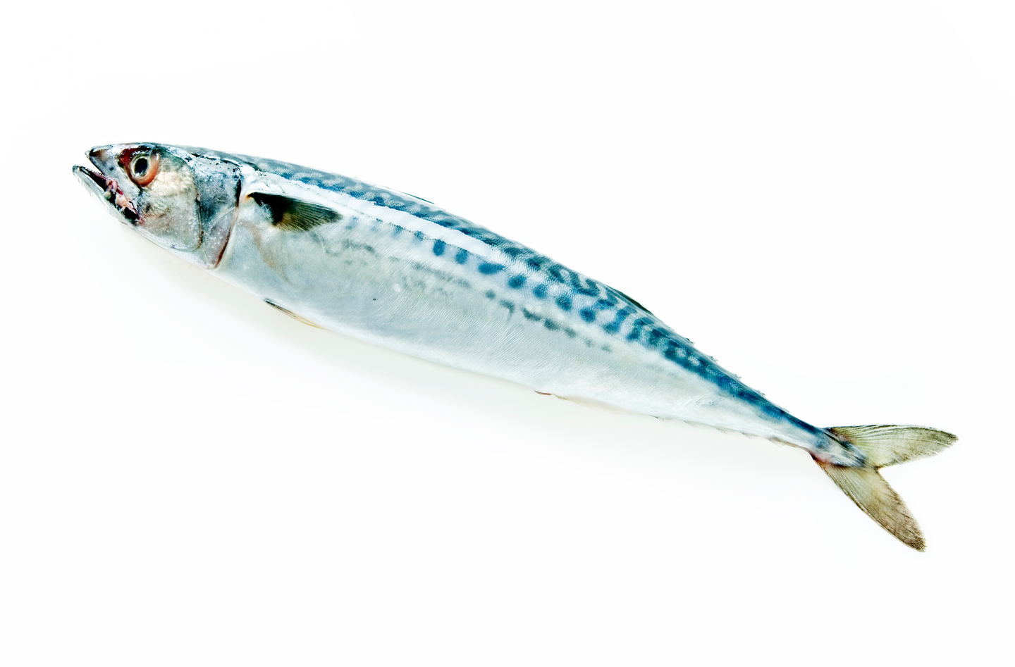 Eriksson makrilli kokonainen kiloittain myytävä | K-Ruoka Verkkokauppa