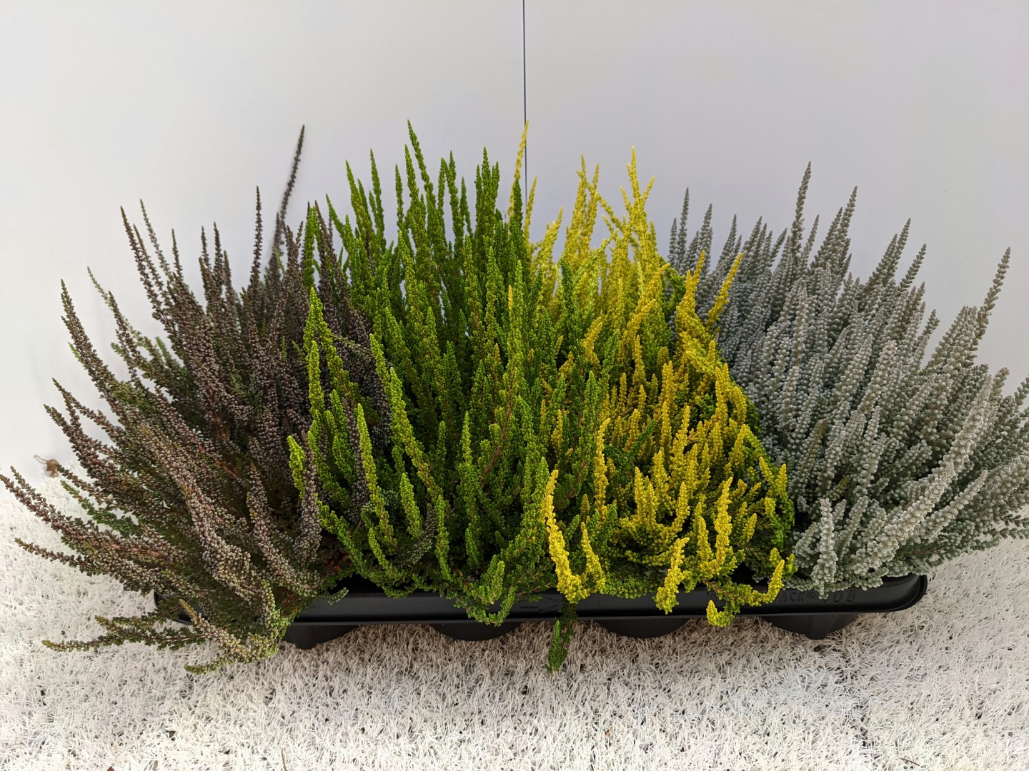 Calluna Sunset 12cm Saksa | K-Ruoka Verkkokauppa