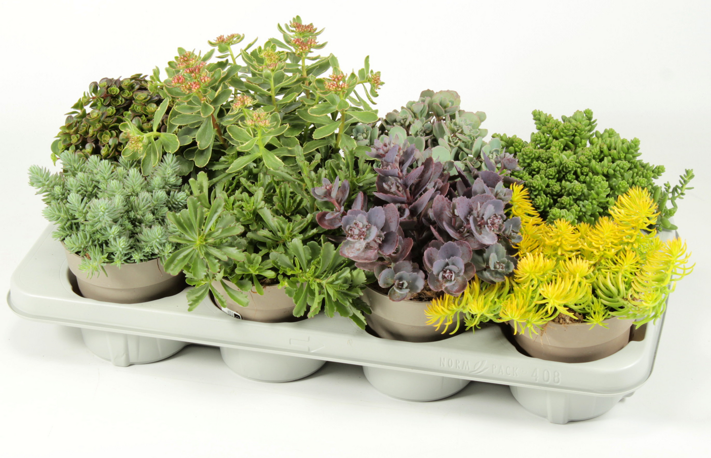 Maksaruoho | K-Ruoka Verkkokauppa