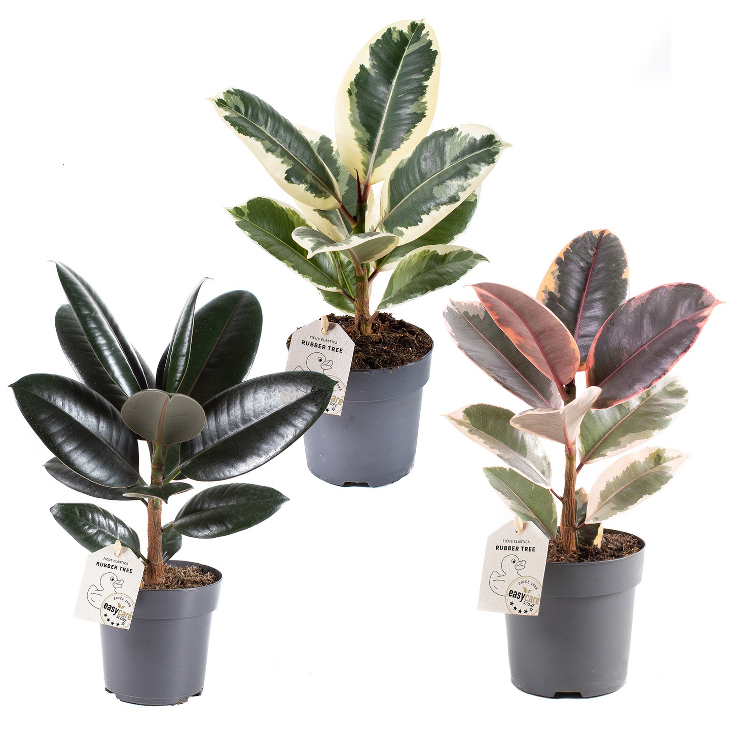 Huonekumipuu (fiikus) 11cm rku 25cm DK | K-Ruoka Verkkokauppa