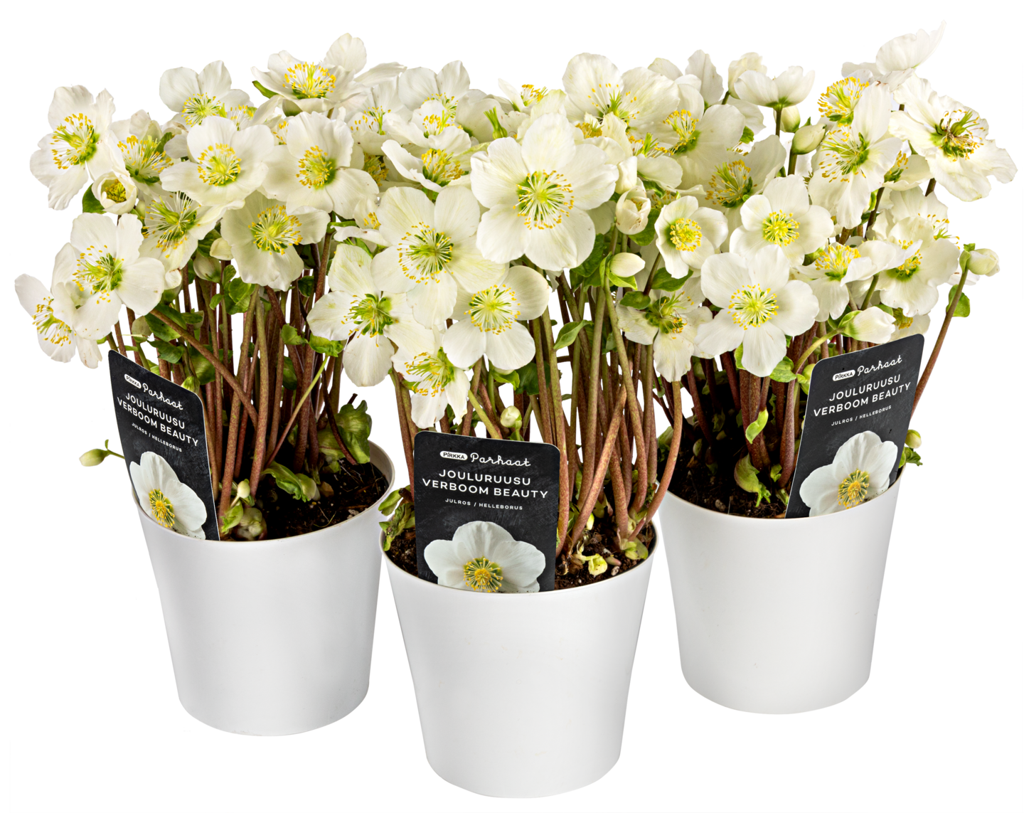 Löydä joulun ihanimmat Pirkka-tuotteet | Pirkka | K-Ruoka