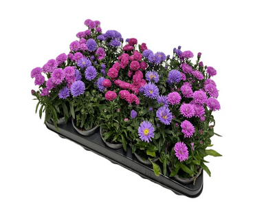 Syysasteri | K-Ruoka Verkkokauppa